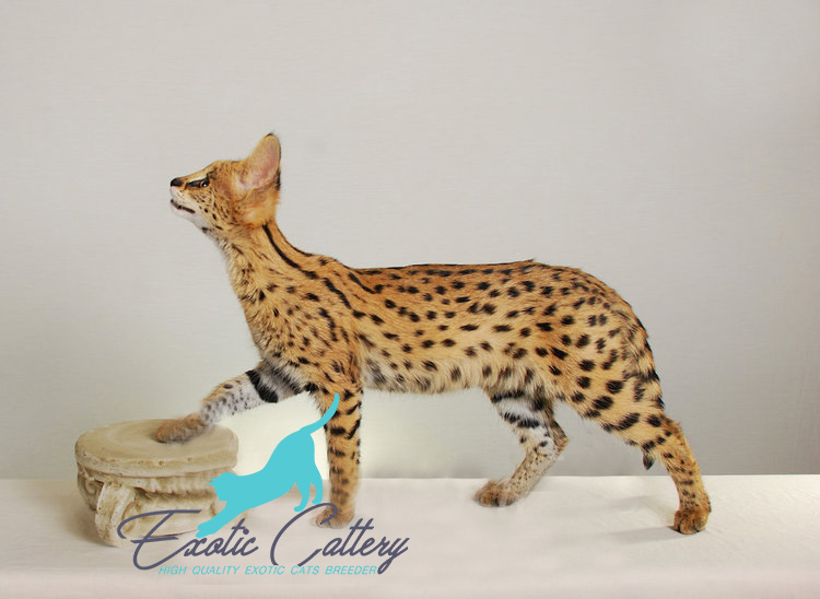 Serval Cat Weight: How Heavy Are These Slender Wildcats? - Exotic Cattery